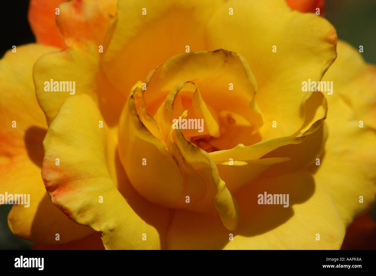 Yellow Rose Flower Stock Photo - Alamy