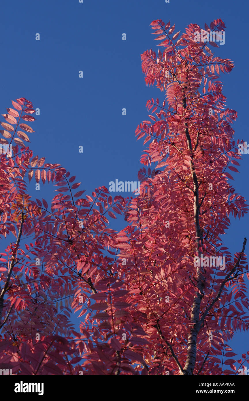 Chinese Toon Tree Stock Photo - Alamy