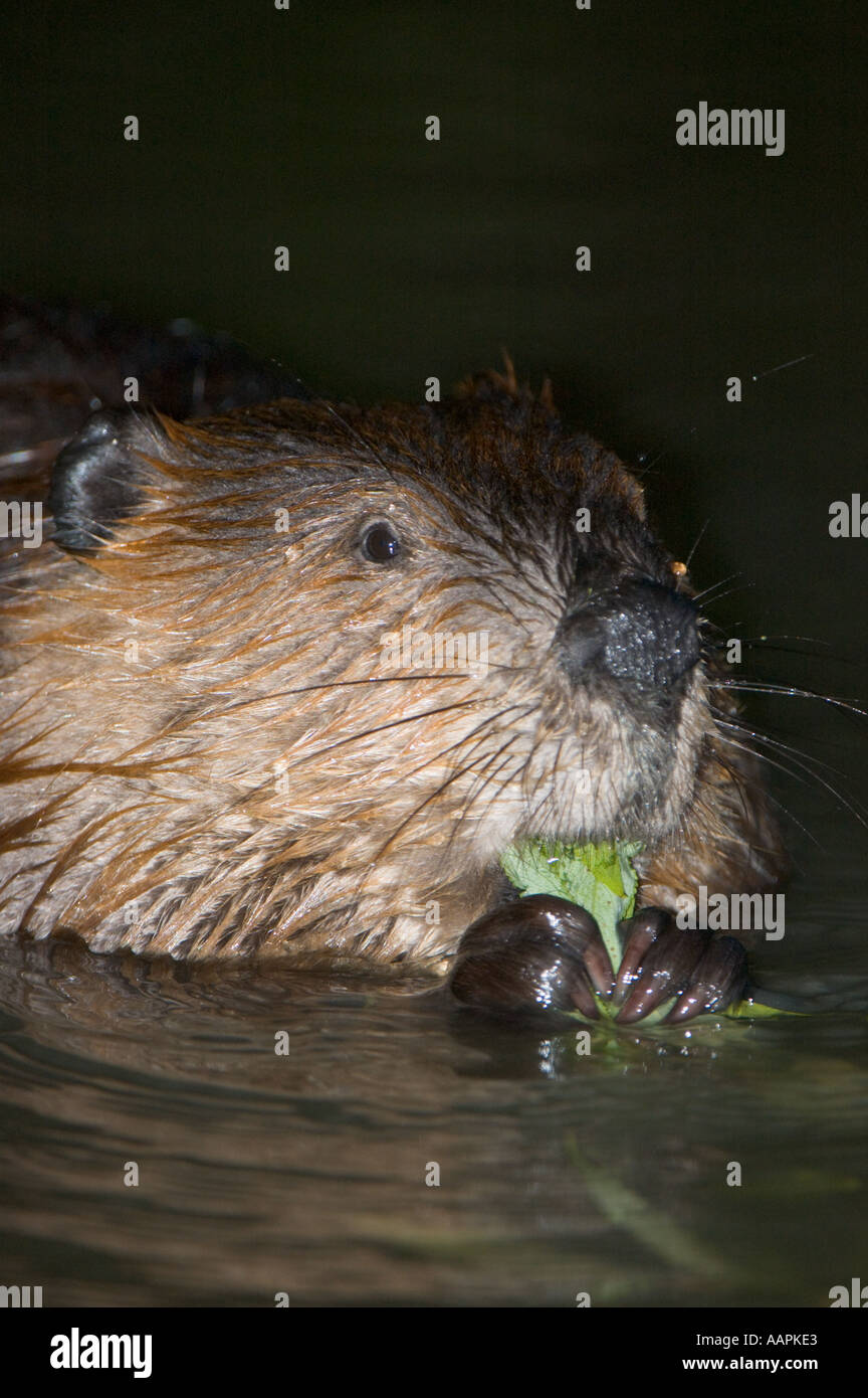 American Beaver Castor canadensis Lost Lagoon Stanley Park Vancouver ...