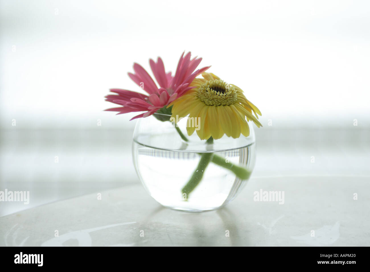 Gerbera in vase Stock Photo - Alamy