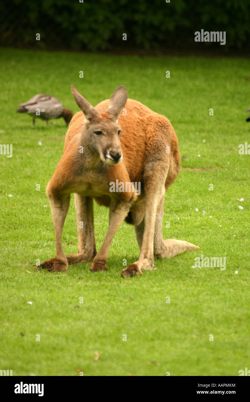 Red Kangaroo in a Zoo Stock Photo - Alamy