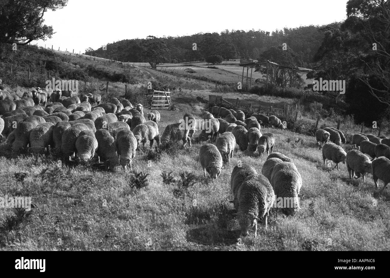 Sheep on farm near St. Mary`s, Tasmania, Australia 1988 Stock Photo - Alamy