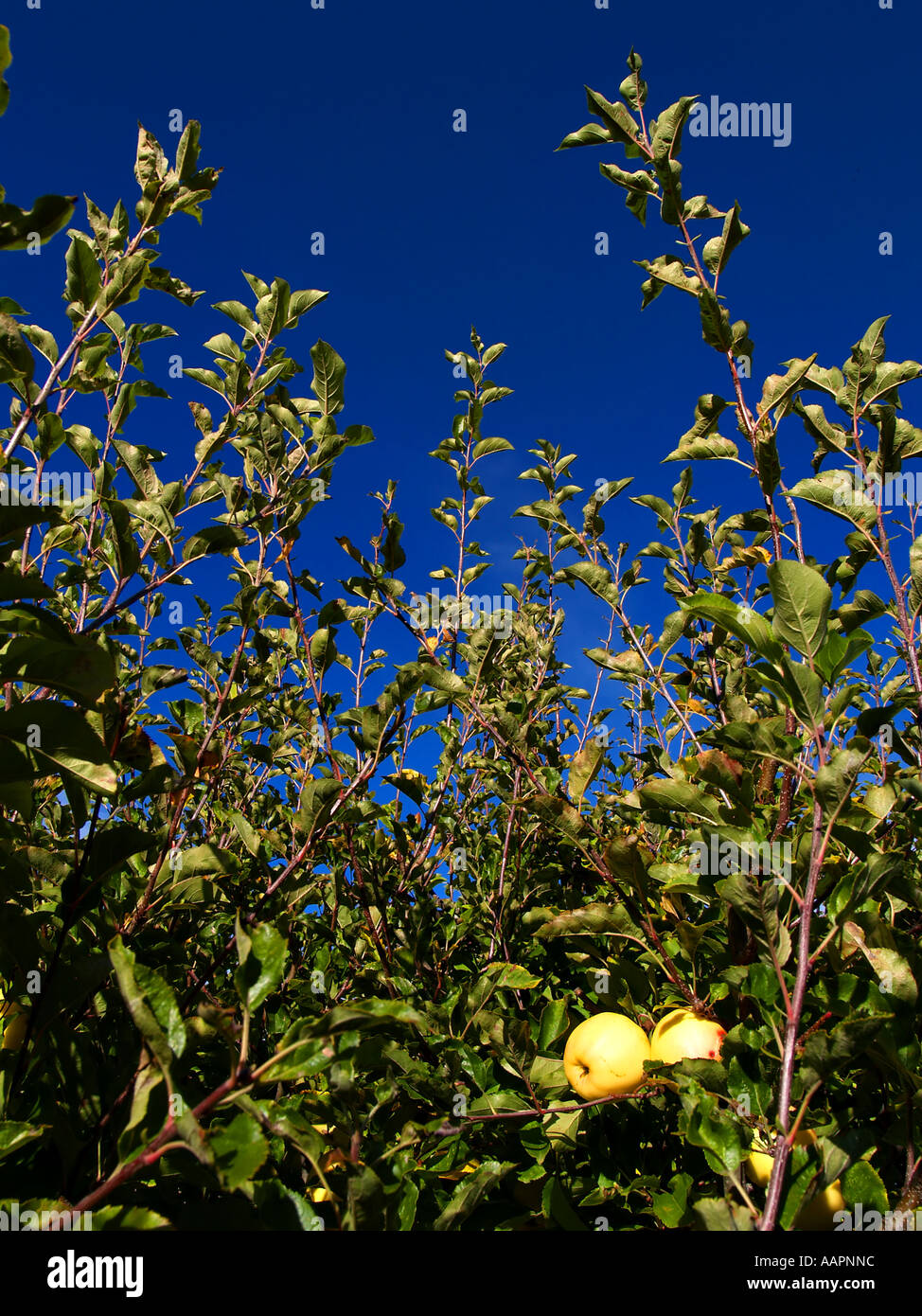 Young prune trees hi-res stock photography and images - Alamy