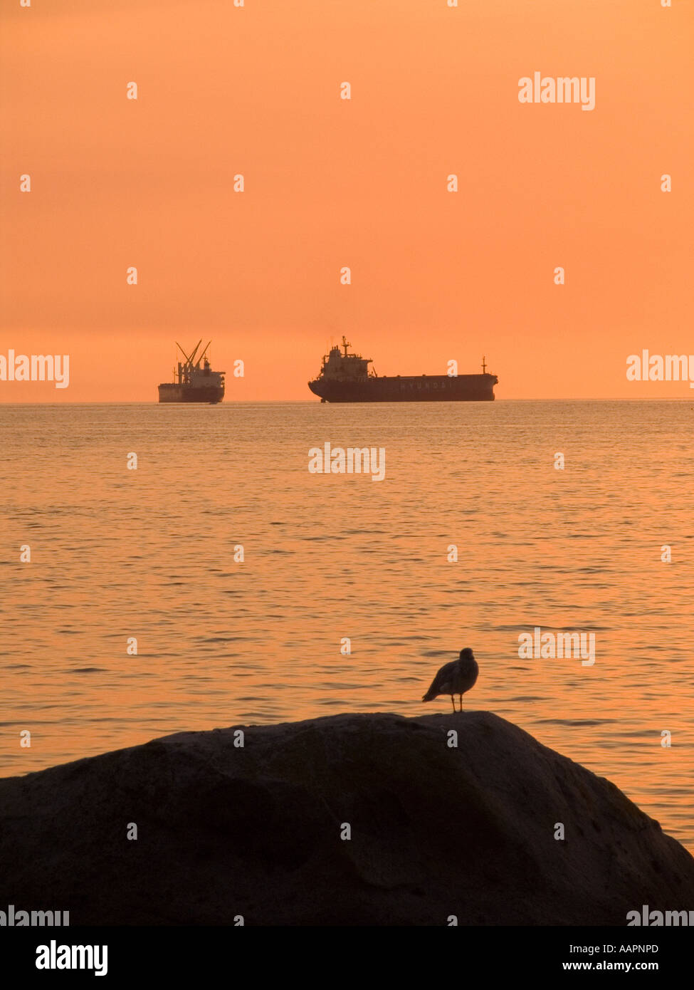Cargo ships late afternoon Rock with seagull Georgia Strait Vancouver ...