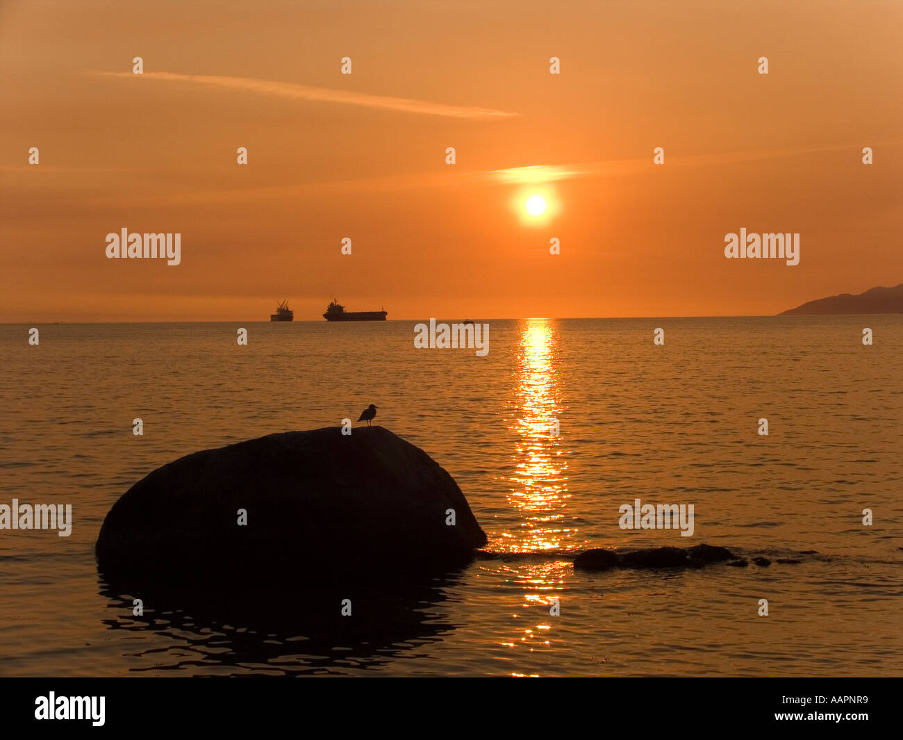 Georgia Strait late afternoon Cargo ships rock with seagull Vancouver ...