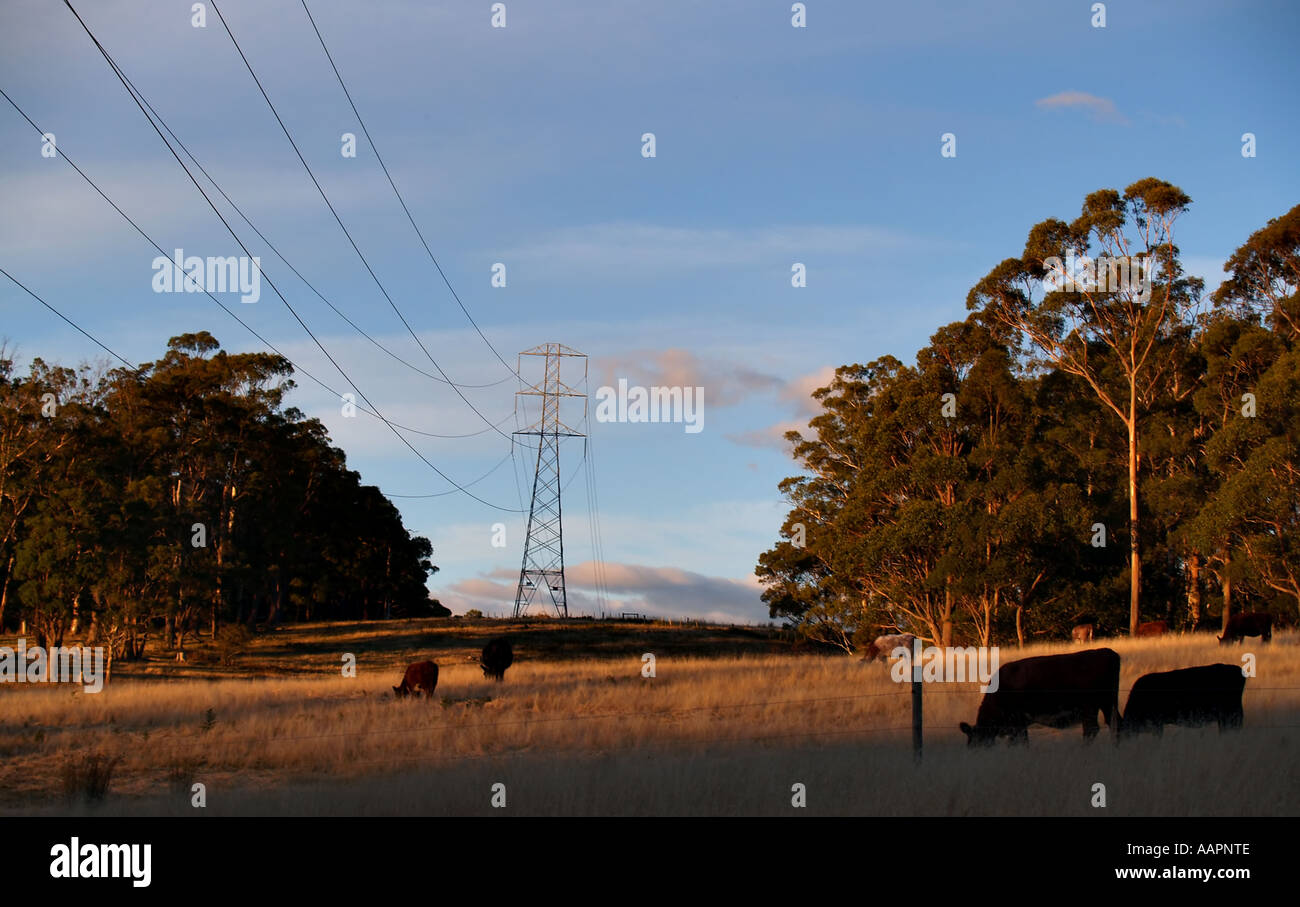 Power lines and cows in Australia Stock Photo - Alamy