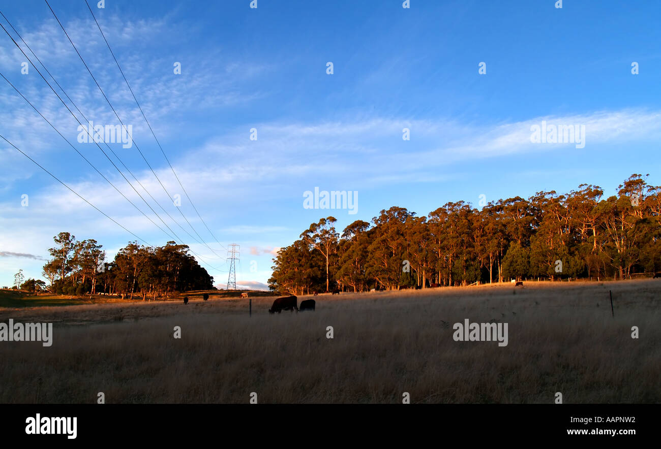 Power lines in rural Tasmania Stock Photo - Alamy