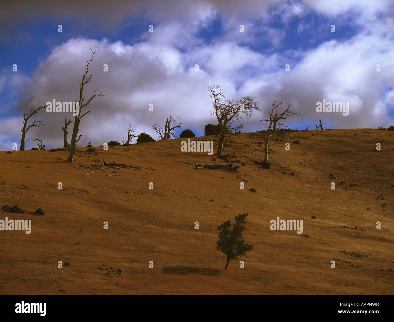 Dramatic tree stump hi-res stock photography and images - Alamy