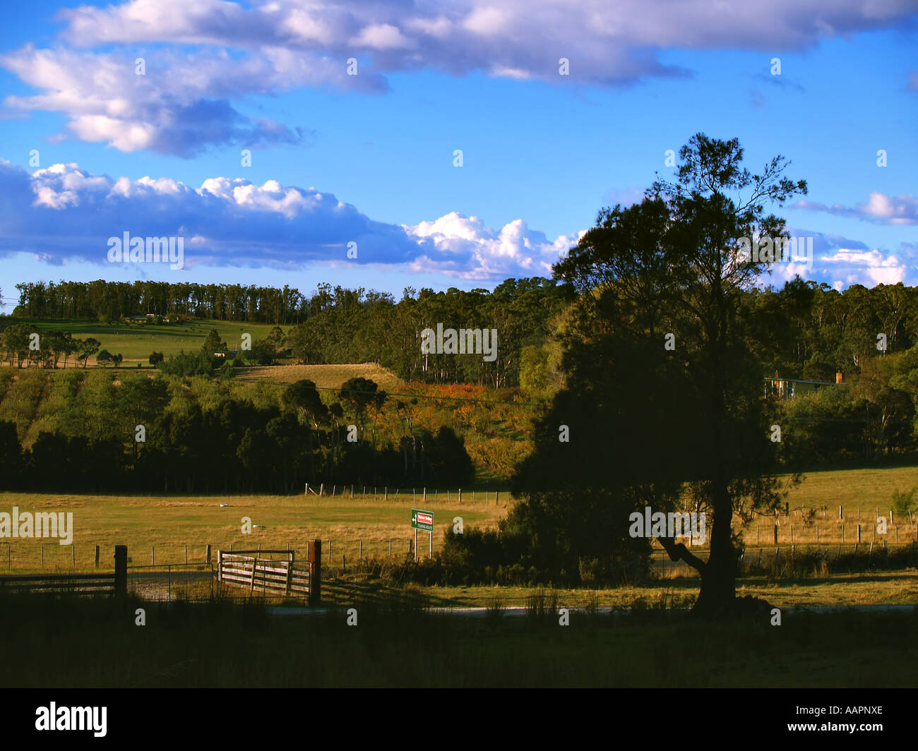 Sheep australia paddock fence hi-res stock photography and images - Alamy