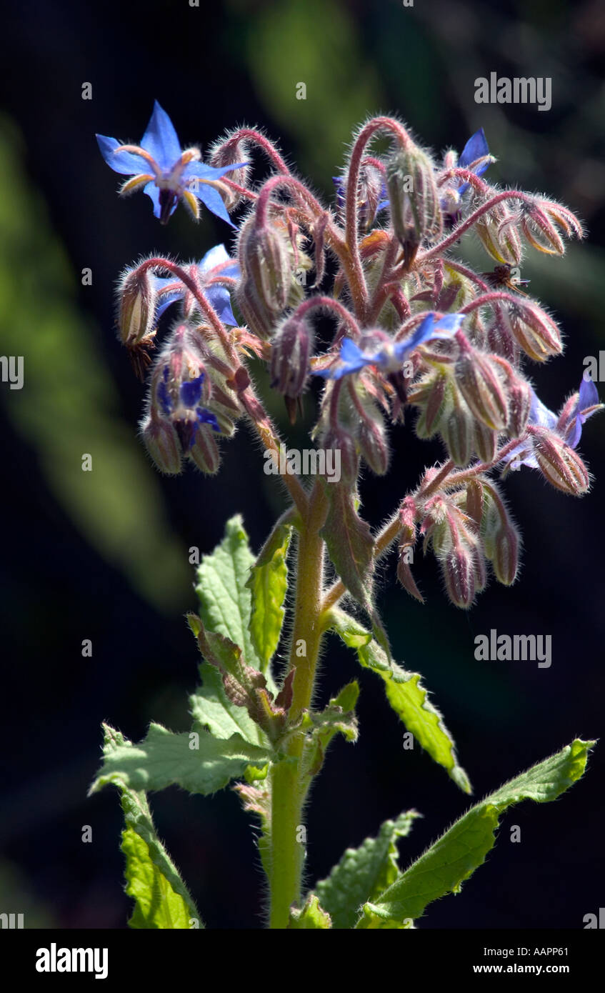 Medicine plant Borage borago officinalis urinary system medicine Stock ...
