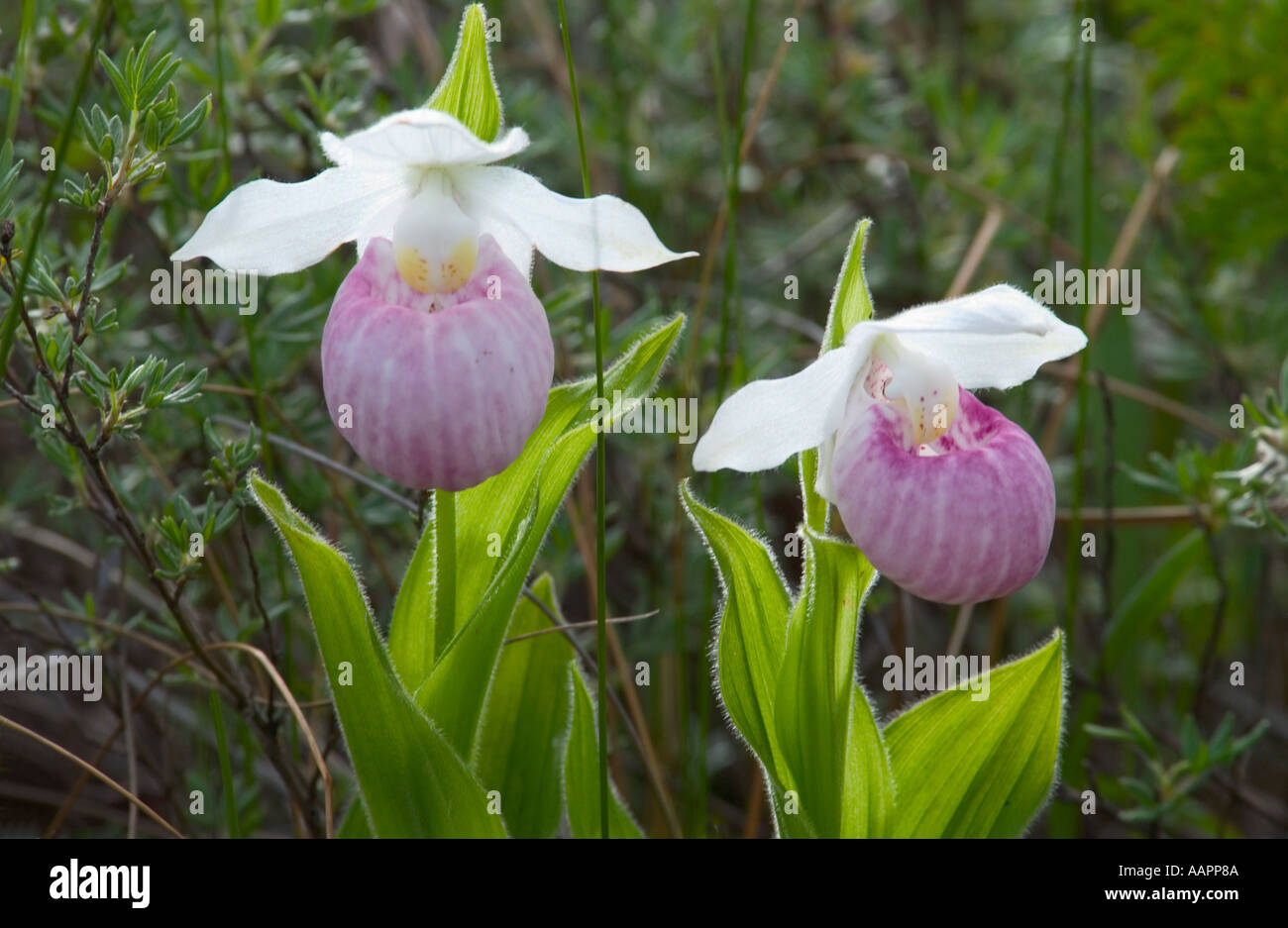 Wild flowers in Ontario Stock Photo - Alamy