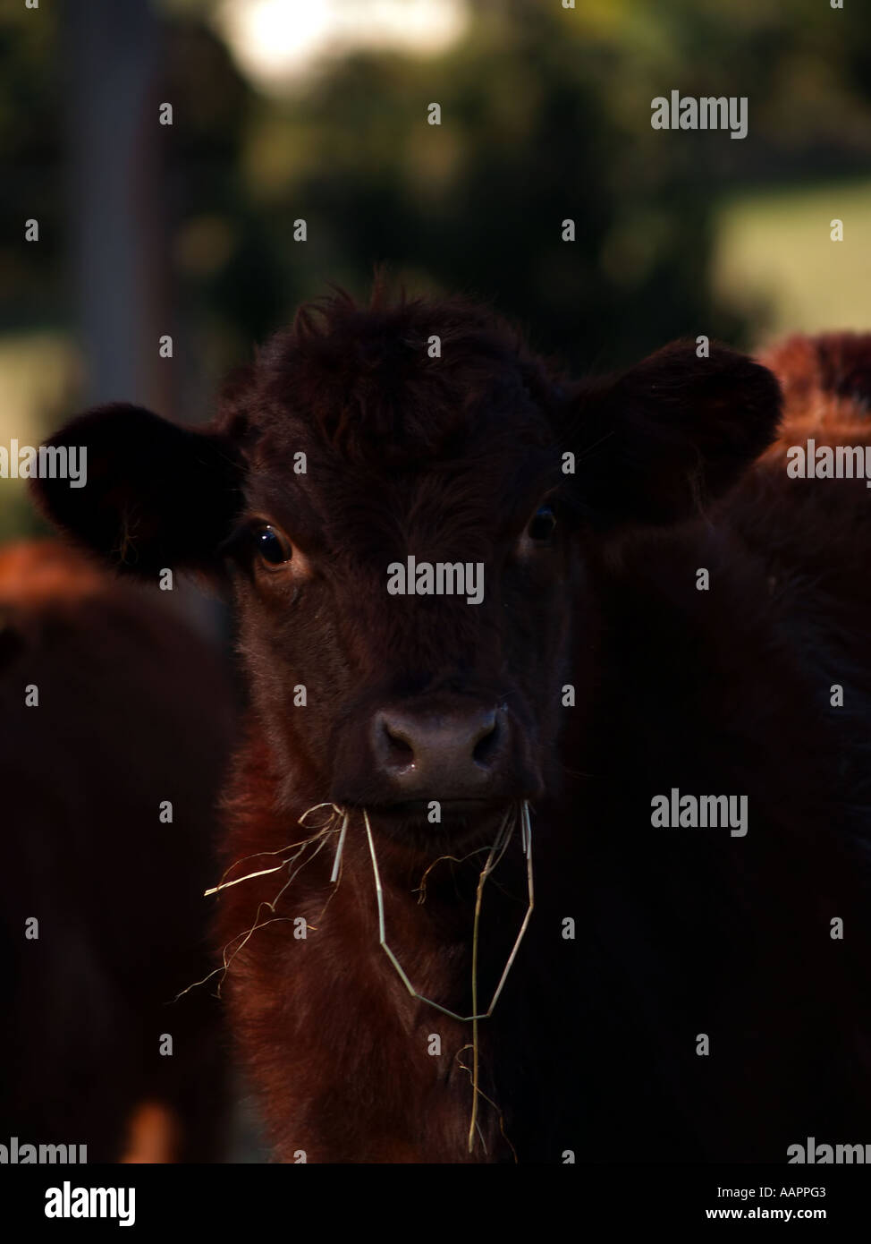 Cow chewing grass Stock Photo - Alamy