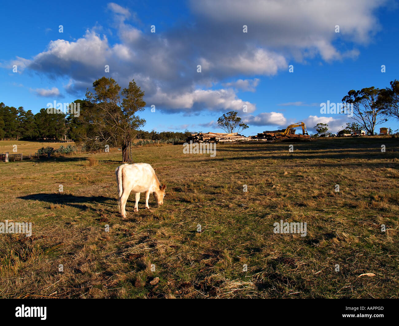 Pat butcher hi-res stock photography and images - Alamy
