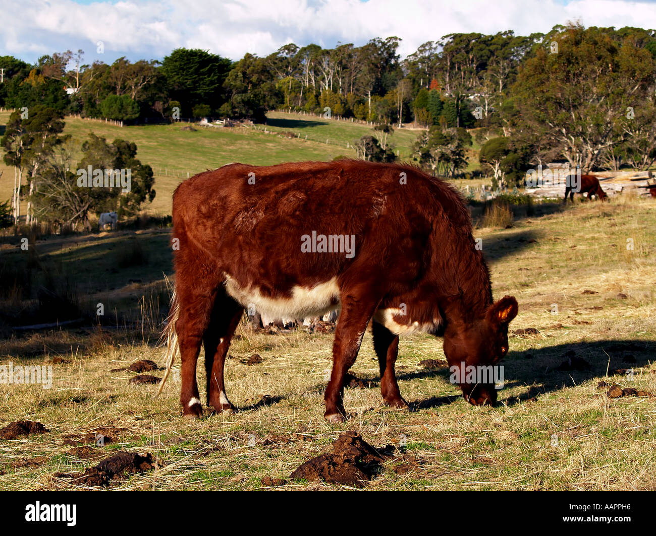 Cow in rural Tasmania Stock Photo - Alamy