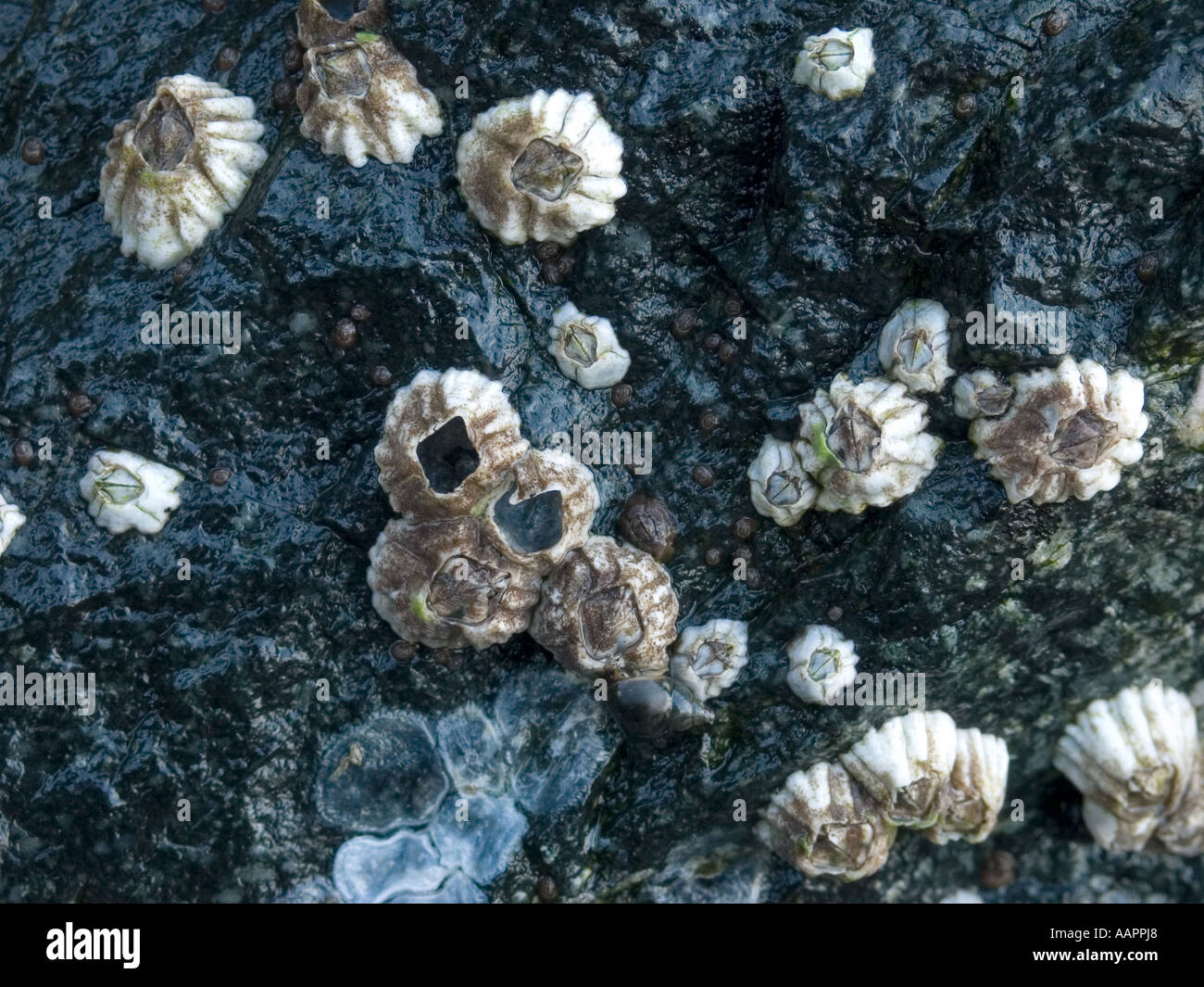 Acorn barnacles Balanus glandula on rock Vancouver British Columbia ...