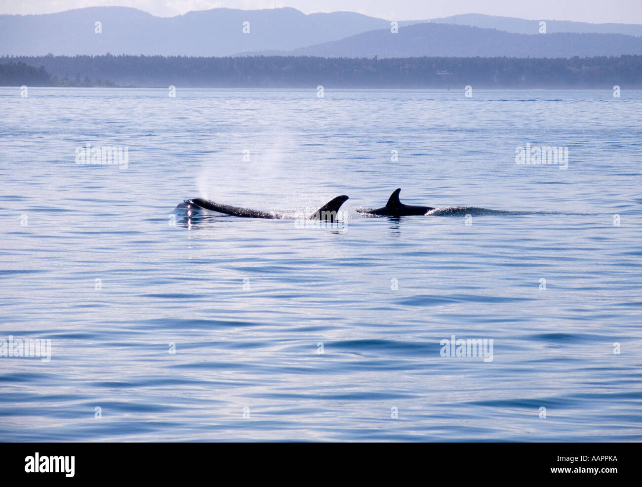 Georgia strait canada whale hi-res stock photography and images - Alamy