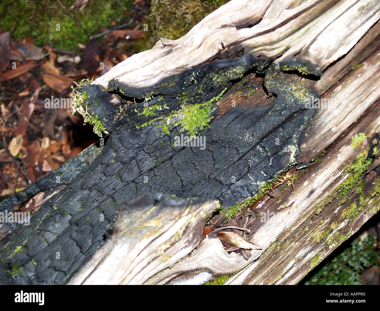 Notley Fern Gorge High Resolution Stock Photography and Images - Alamy