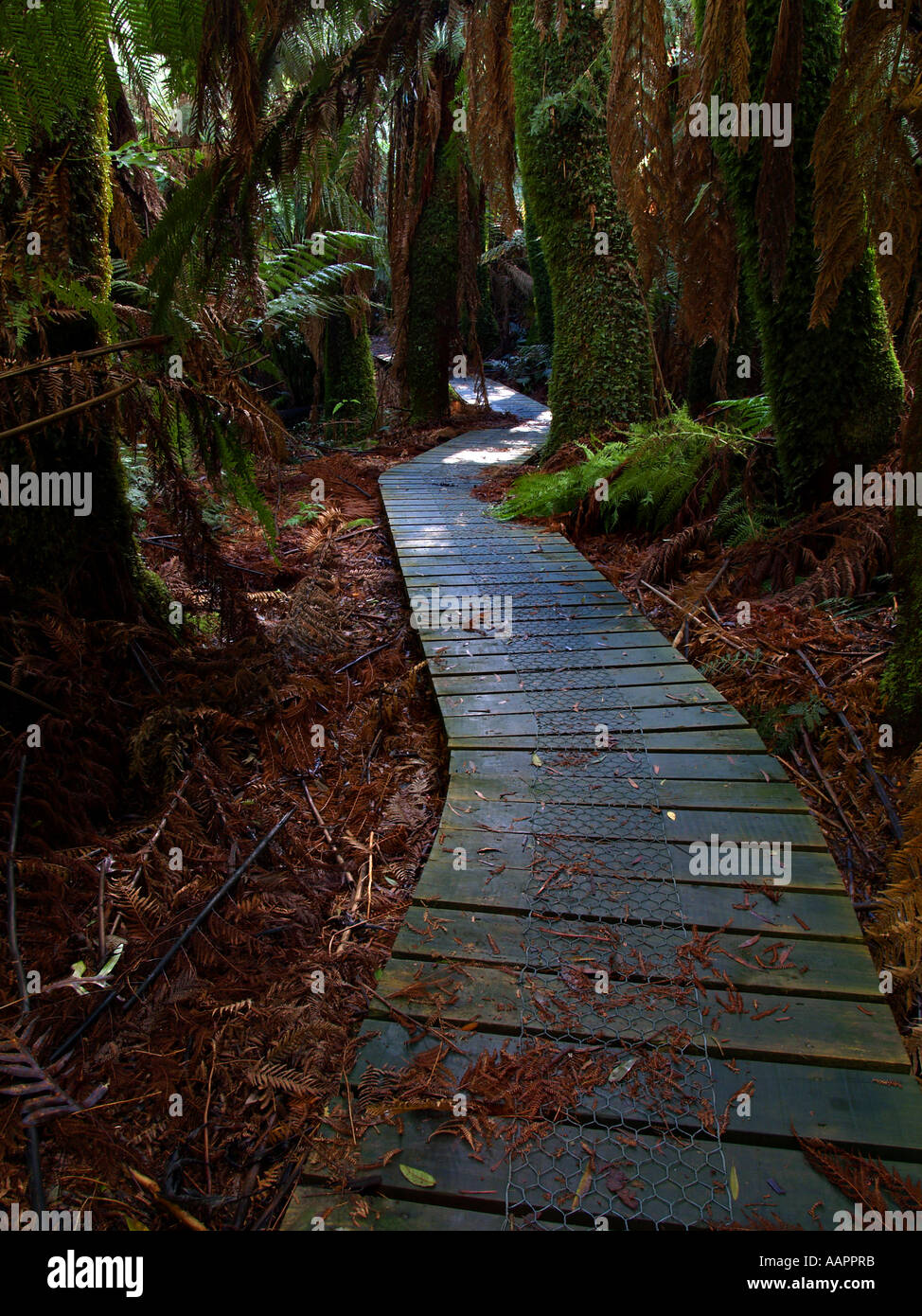 Tasmanian Rainforest walk Stock Photo - Alamy