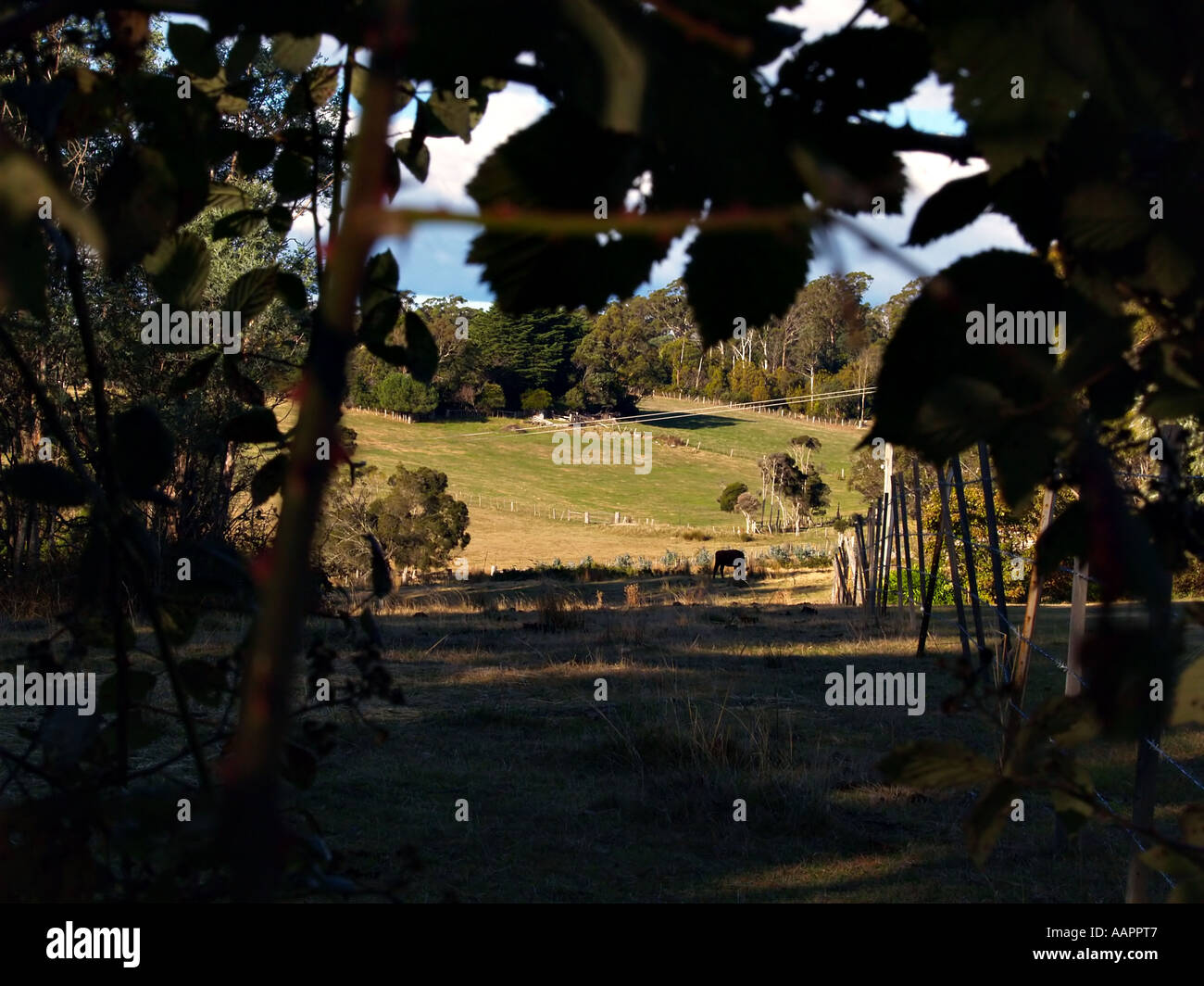 Agriculture cows tasmania hi-res stock photography and images - Alamy