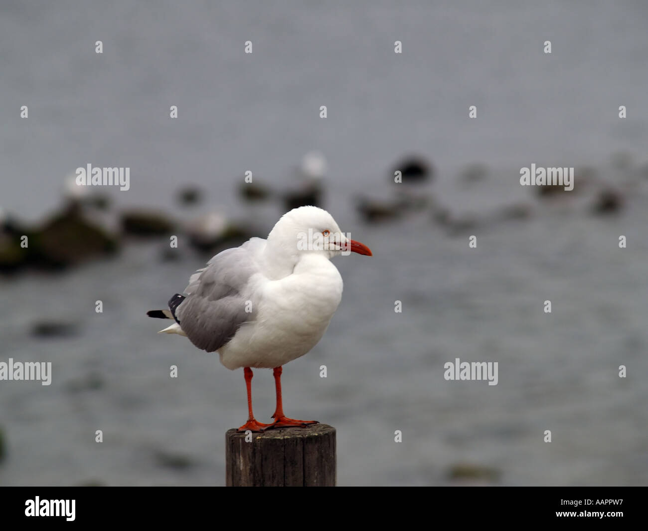 Flustered hi-res stock photography and images - Alamy