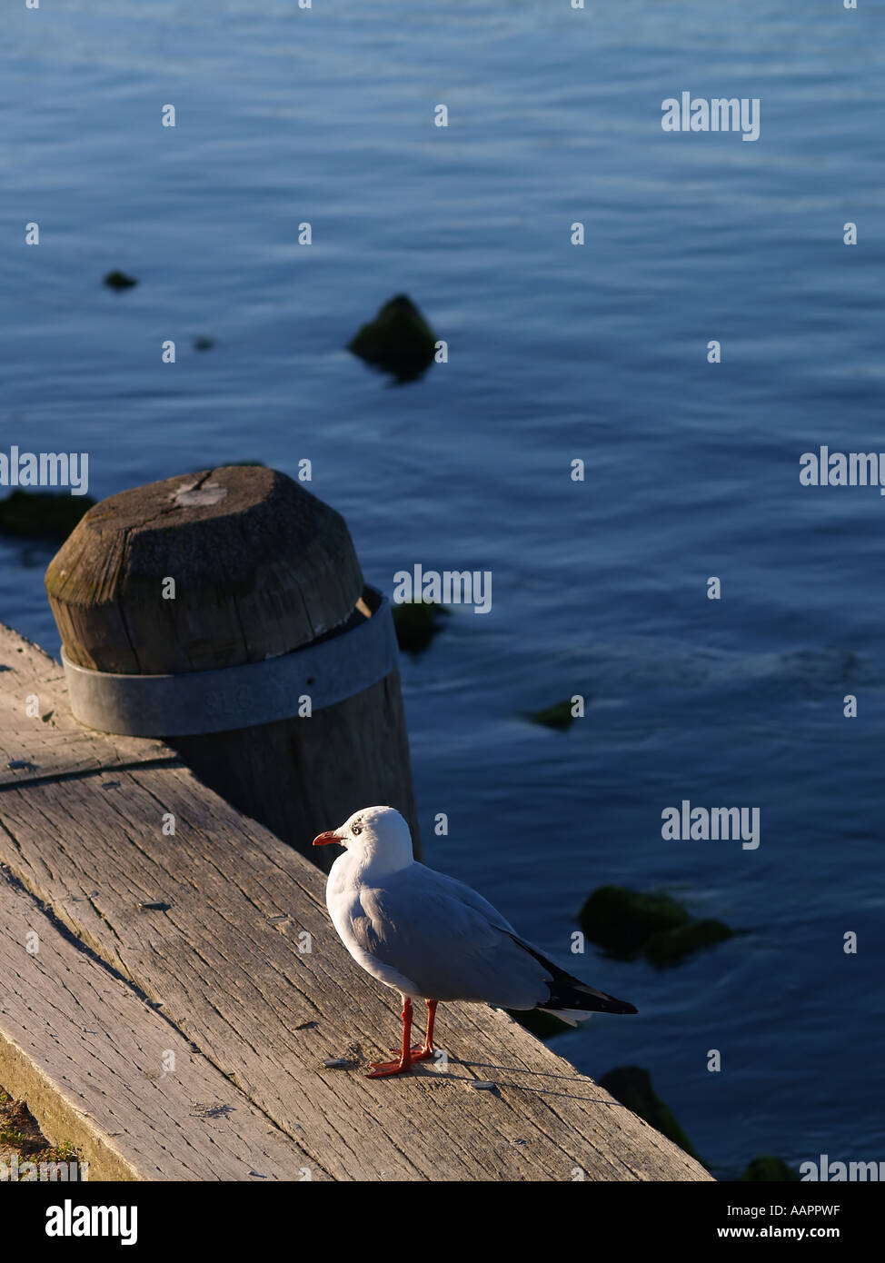 Sea gul and pier hi-res stock photography and images - Alamy