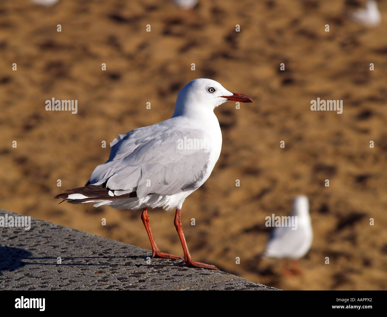 Concave beach hi-res stock photography and images - Alamy