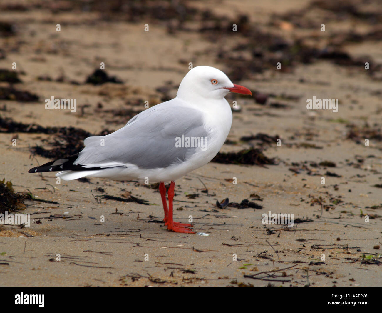Concave beach hi-res stock photography and images - Alamy