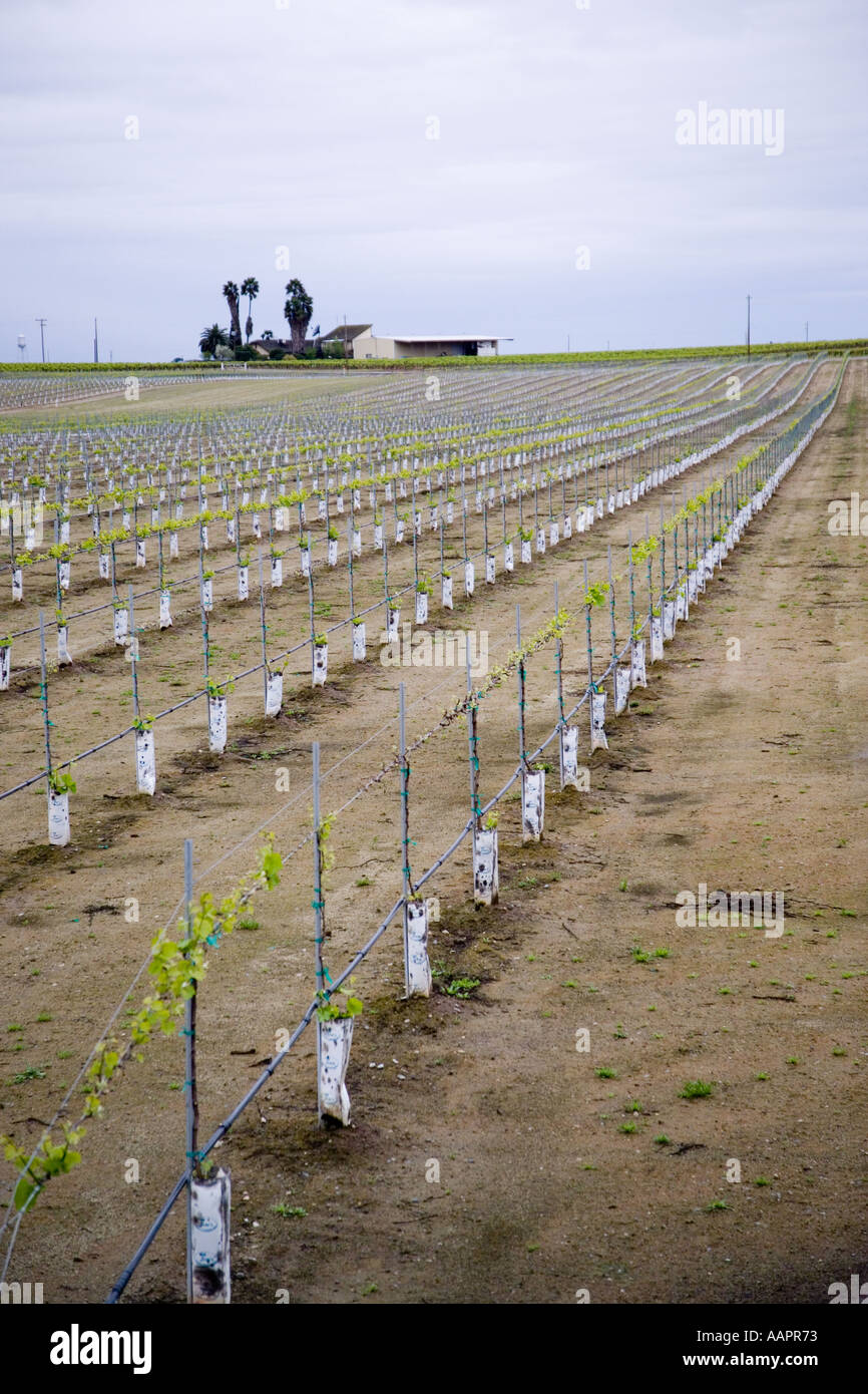 Vinyard and irrigation hi-res stock photography and images - Alamy