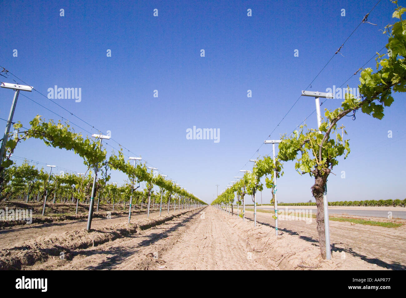 Vinyard and irrigation hi-res stock photography and images - Alamy