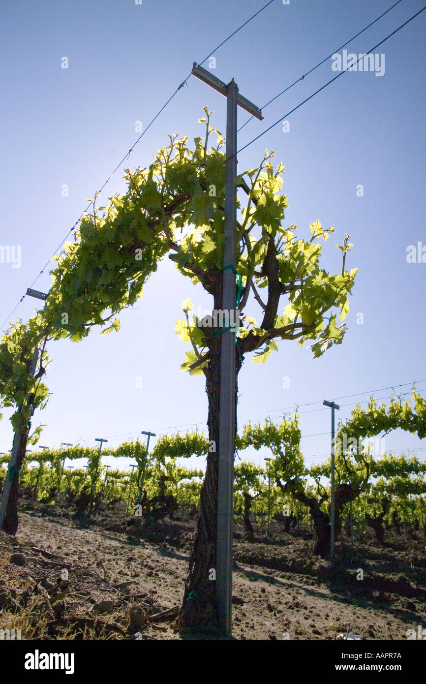 Vinyard and irrigation hi-res stock photography and images - Alamy