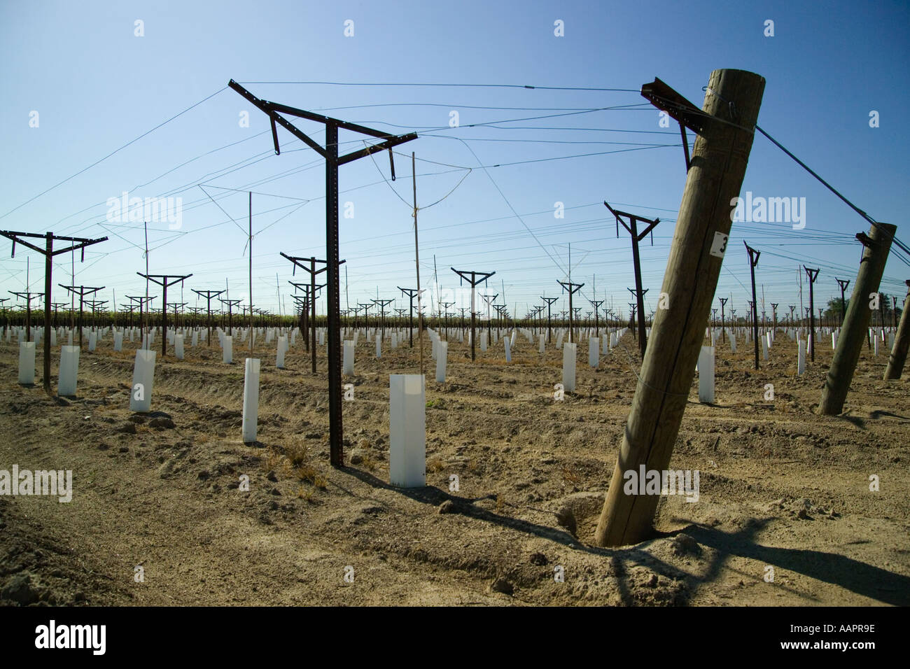 Graper hi-res stock photography and images - Alamy