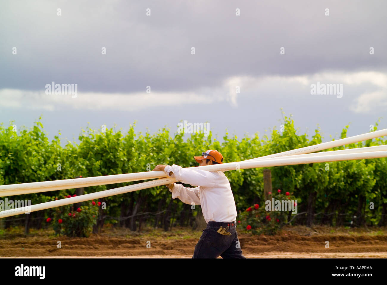 worker irrigation field farm hard carry vines vinyard wine fine ...