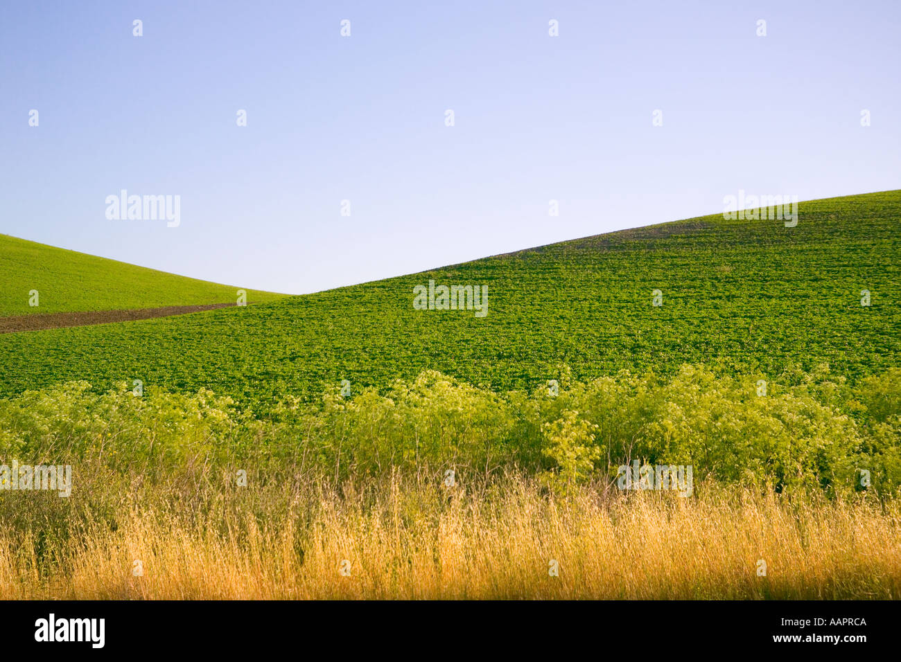 vines and cleared field in California wine country Stock Photo - Alamy