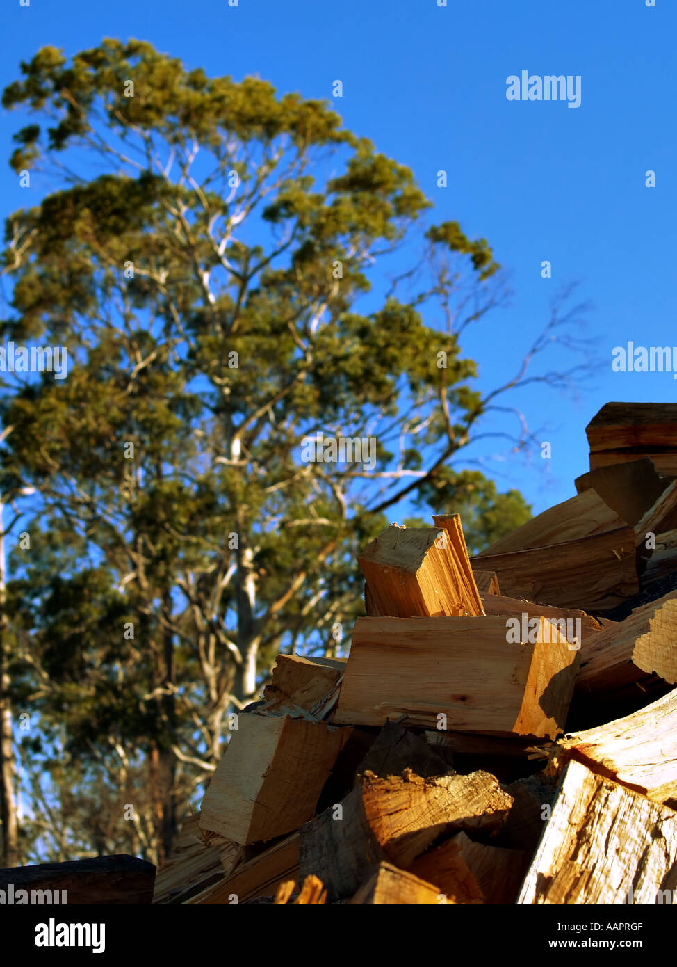 fire wood and trees Stock Photo - Alamy