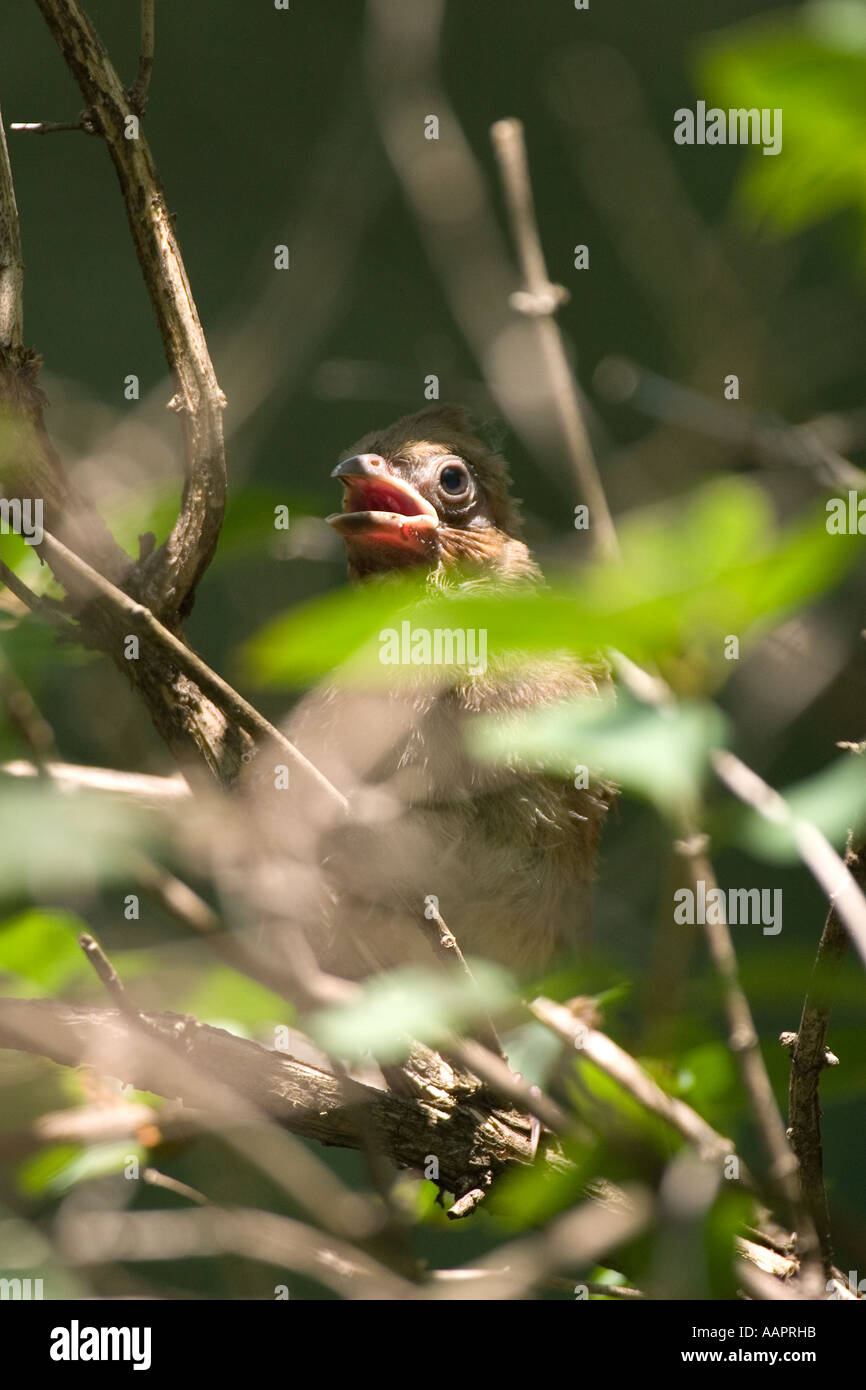Baby cardinal hi-res stock photography and images - Alamy