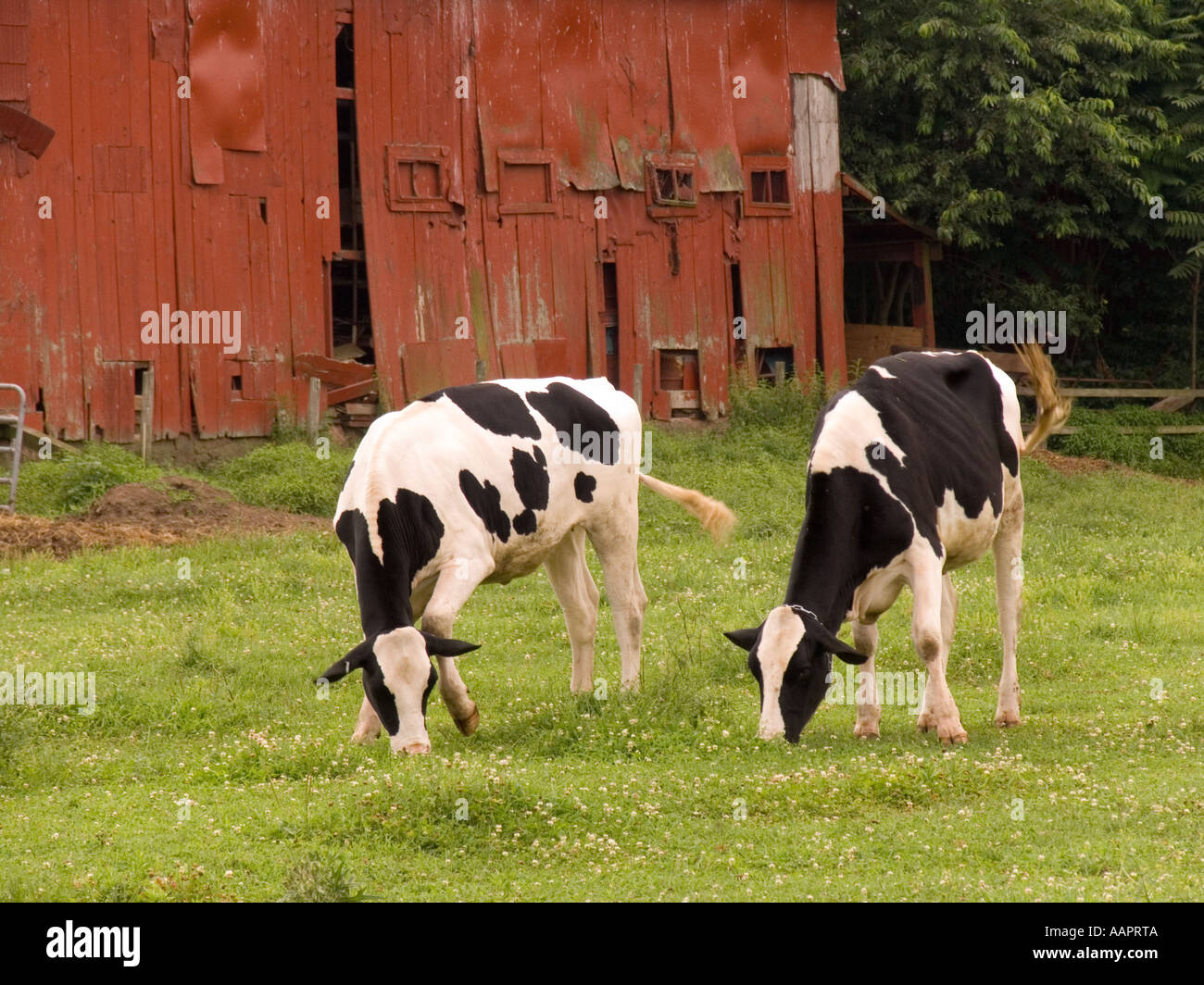 Holstein farm usa hi-res stock photography and images - Alamy