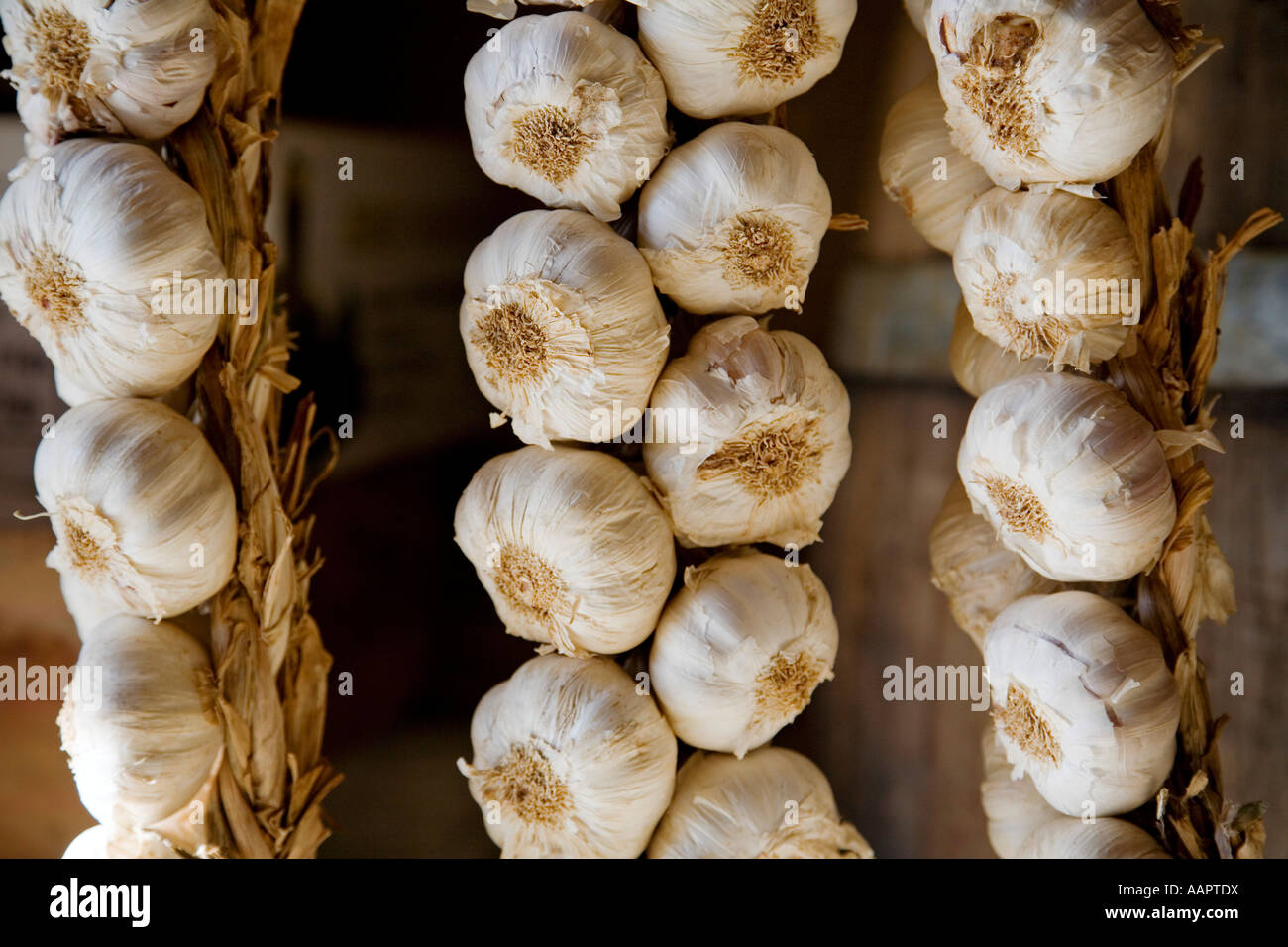 ristra de ajos string of garlic Stock Photo - Alamy