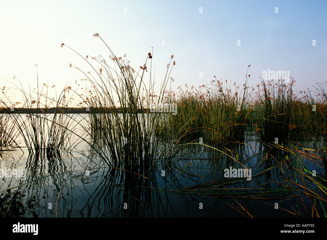 California, Delta, Tule reeds Stock Photo - Alamy