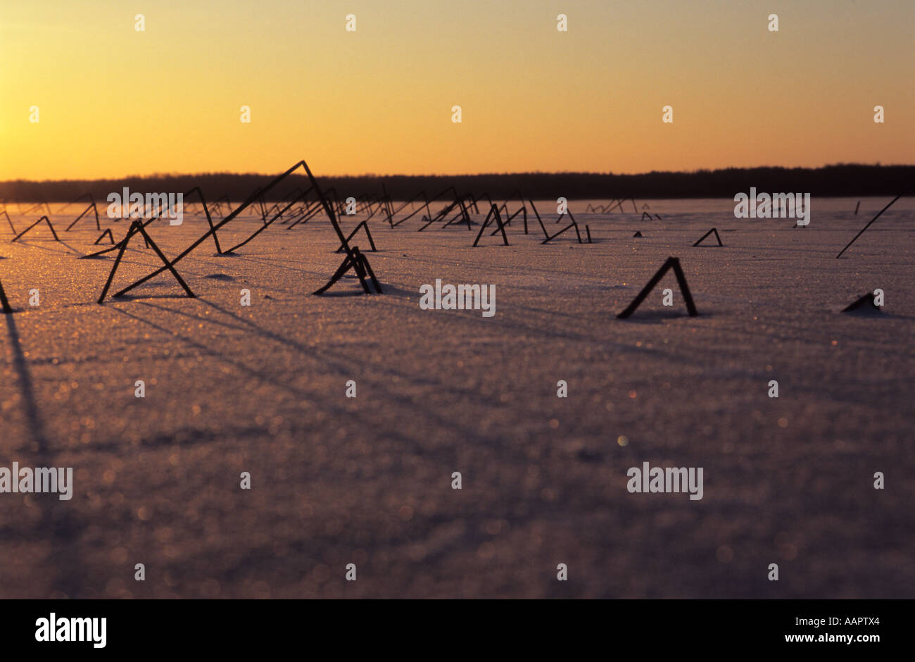 Broken reed hi-res stock photography and images - Alamy