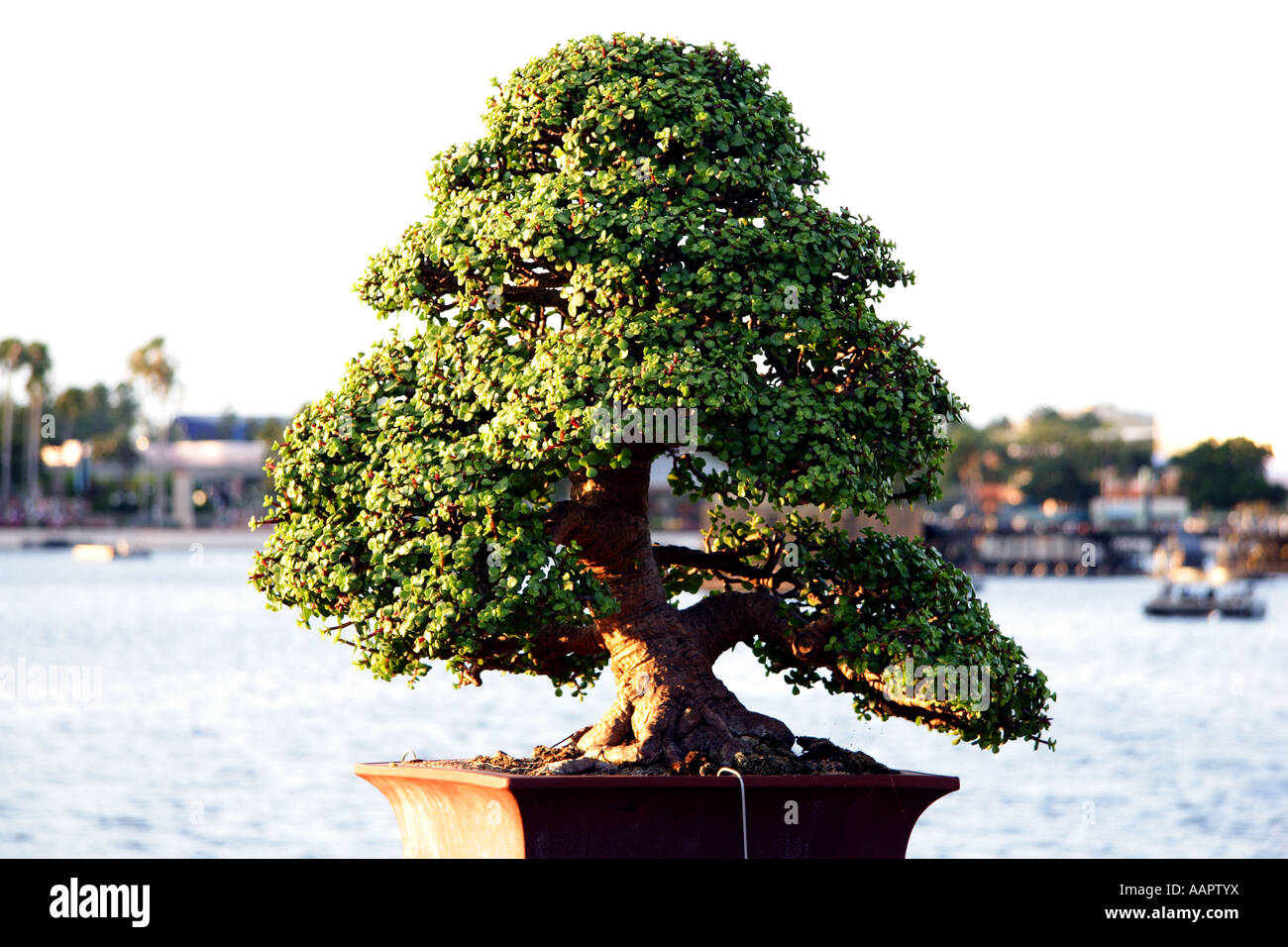 Small tree Japanese Pavilion within the Epcot park in the Walt Disney ...