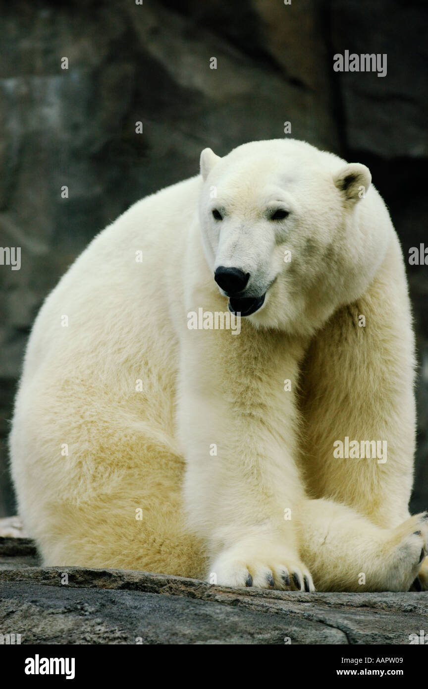 Alaska, Anchorage, Polar Bear, Alaska Zoo Stock Photo - Alamy