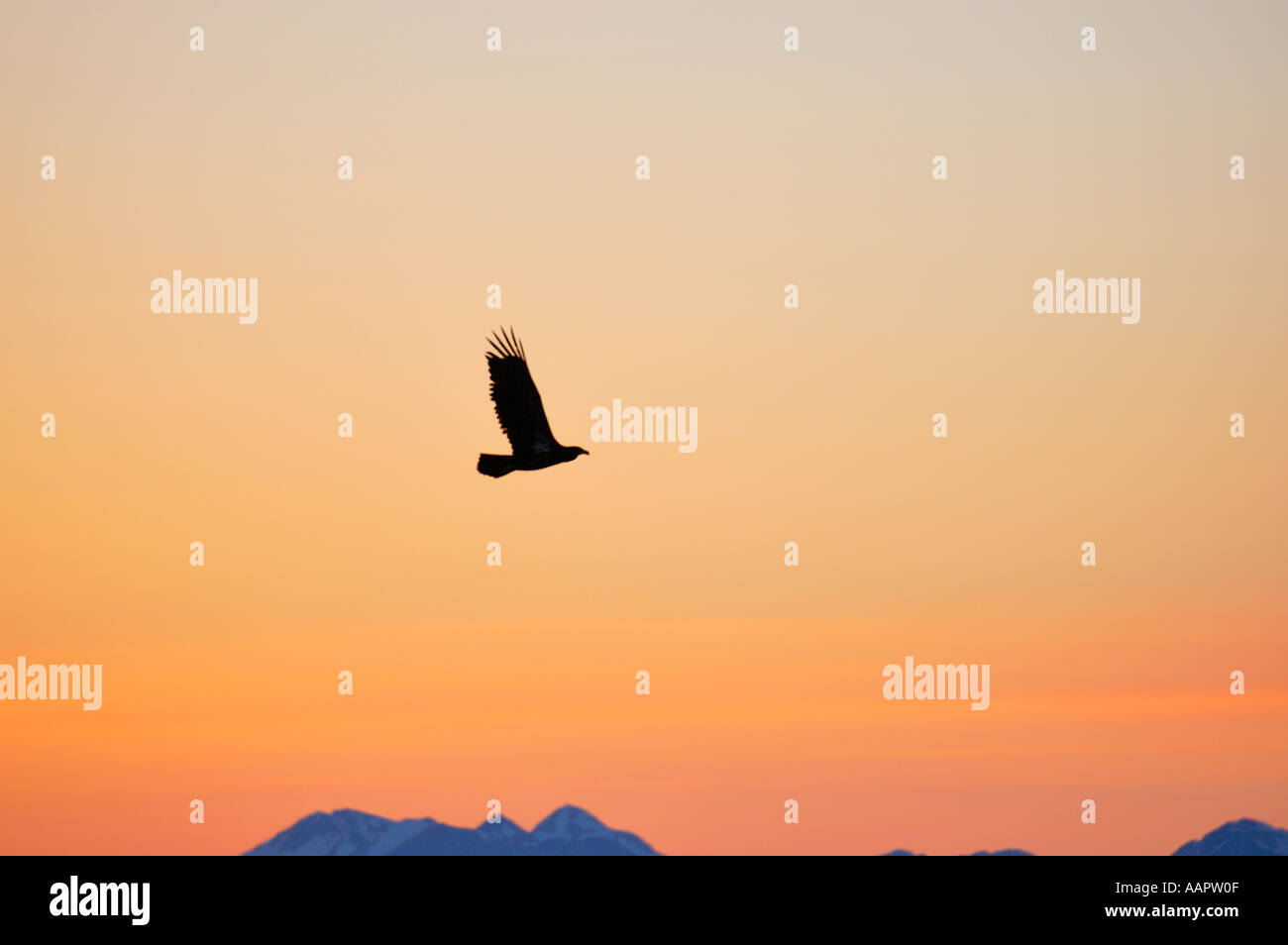 Alaska kodiak bird hi-res stock photography and images - Alamy