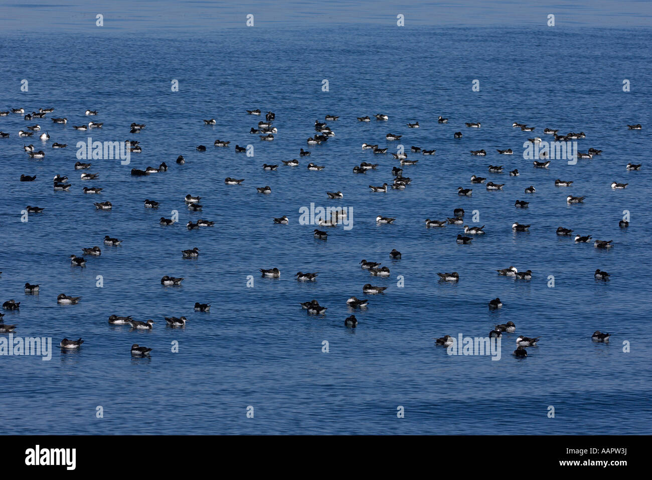 Raft manx shearwaters puffinus puffinus hi-res stock photography and ...