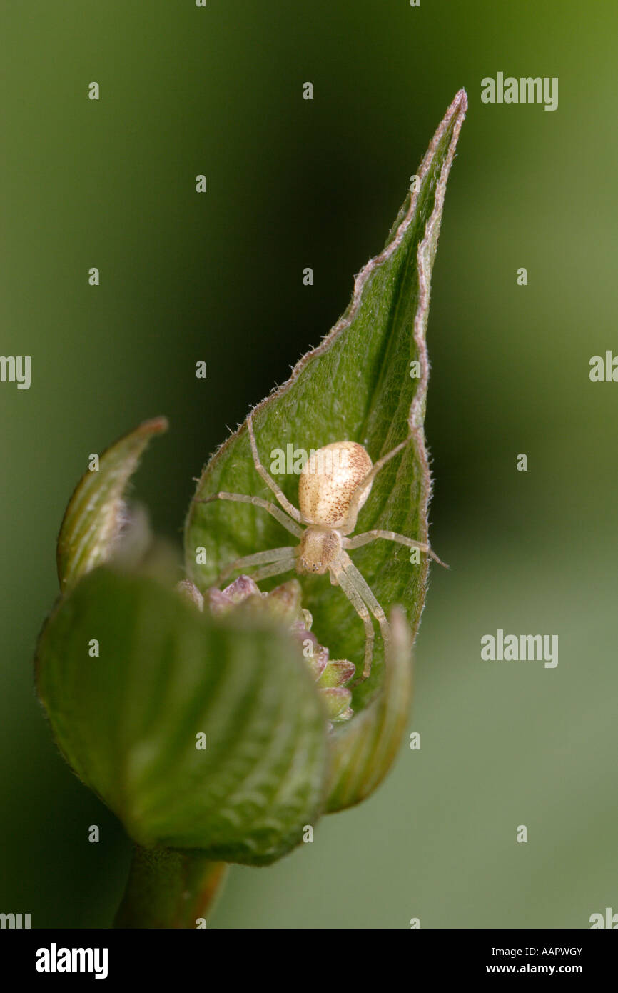 Crab spider sitting on leaf (Philodromus rufus Stock Photo - Alamy