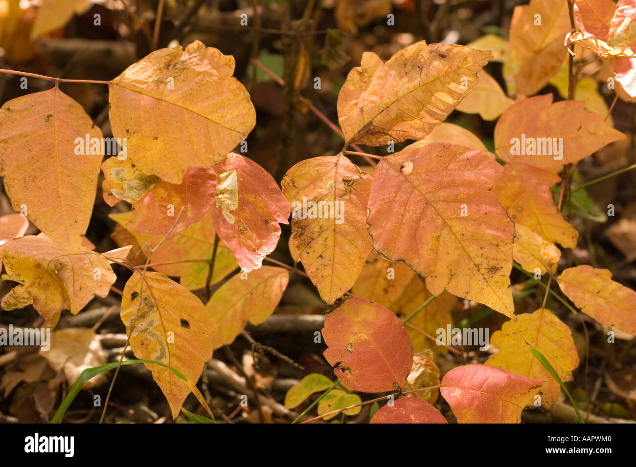 Poison ivy Toxicodendron radicans Autumn color Stock Photo - Alamy