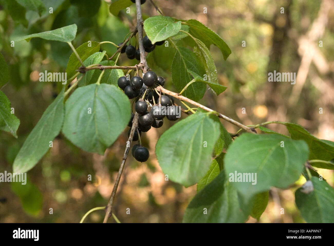 Rhamnus cathartica hi-res stock photography and images - Alamy