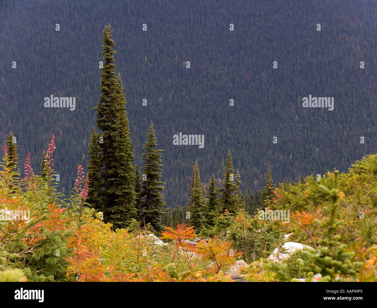 Alpine meadow and spruce trees Whistler British Columbia Canada Stock ...