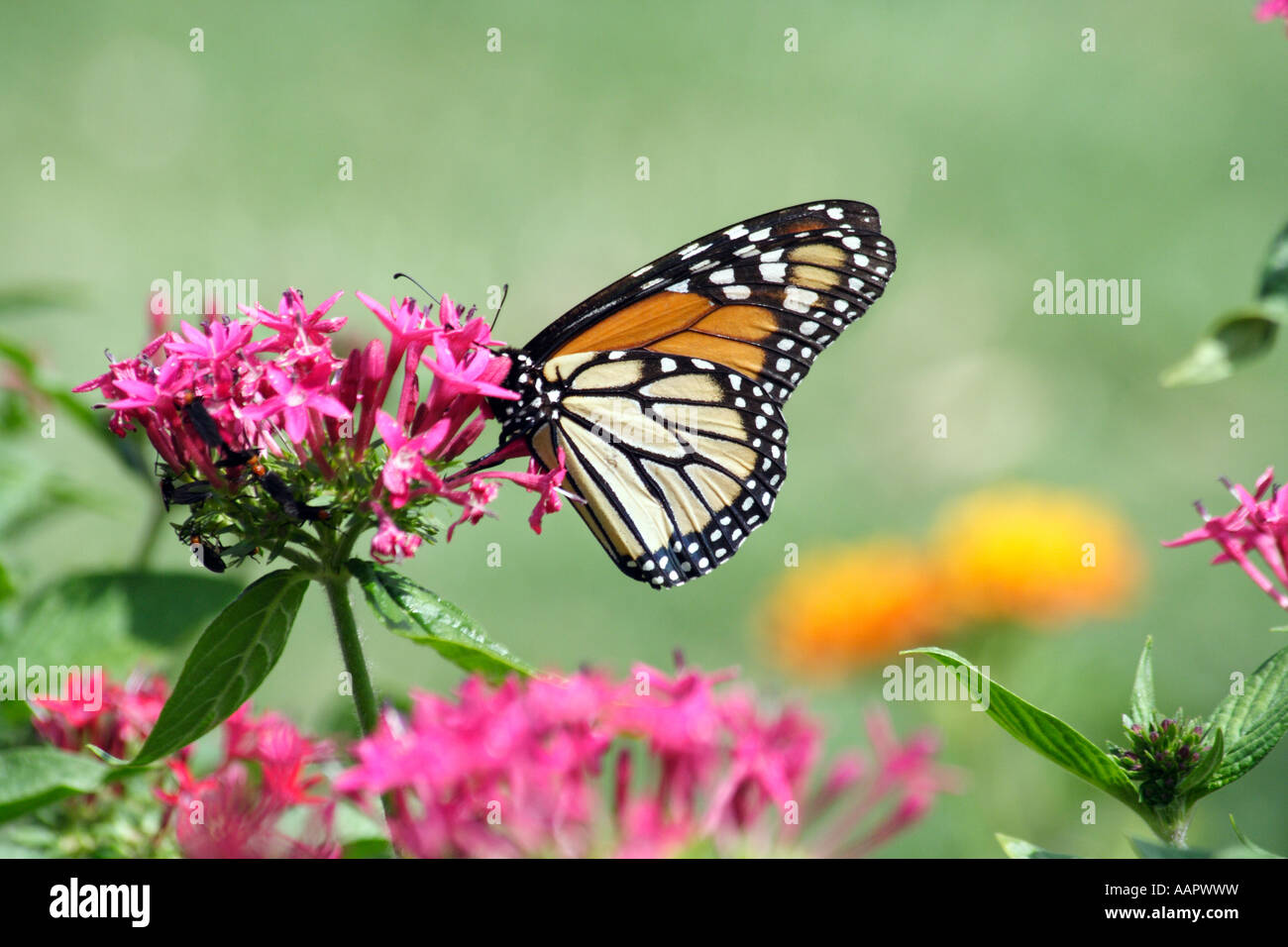 Monarch butterfly (Danaus plexippus Stock Photo - Alamy