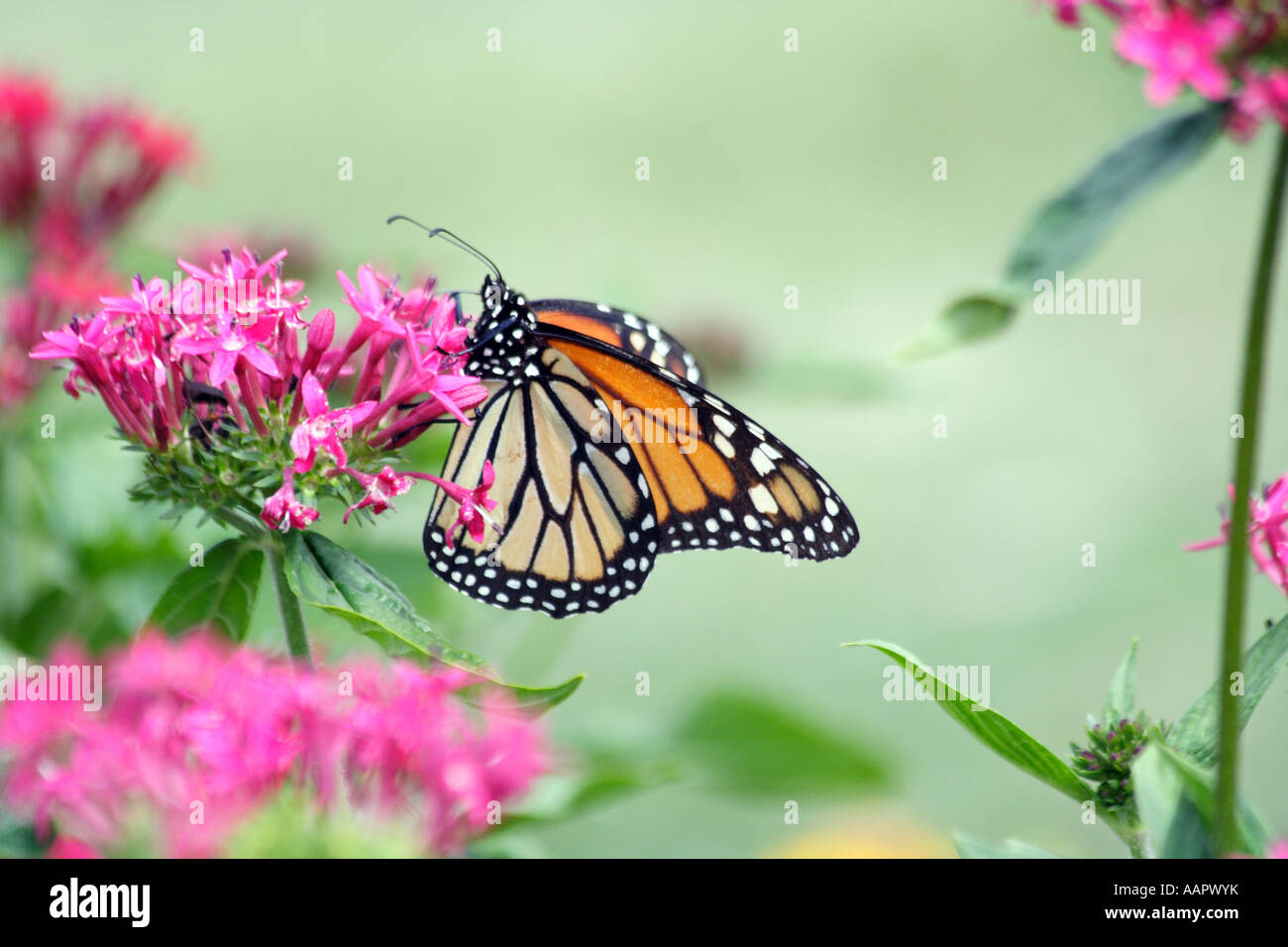Monarch butterfly (Danaus plexippus Stock Photo - Alamy