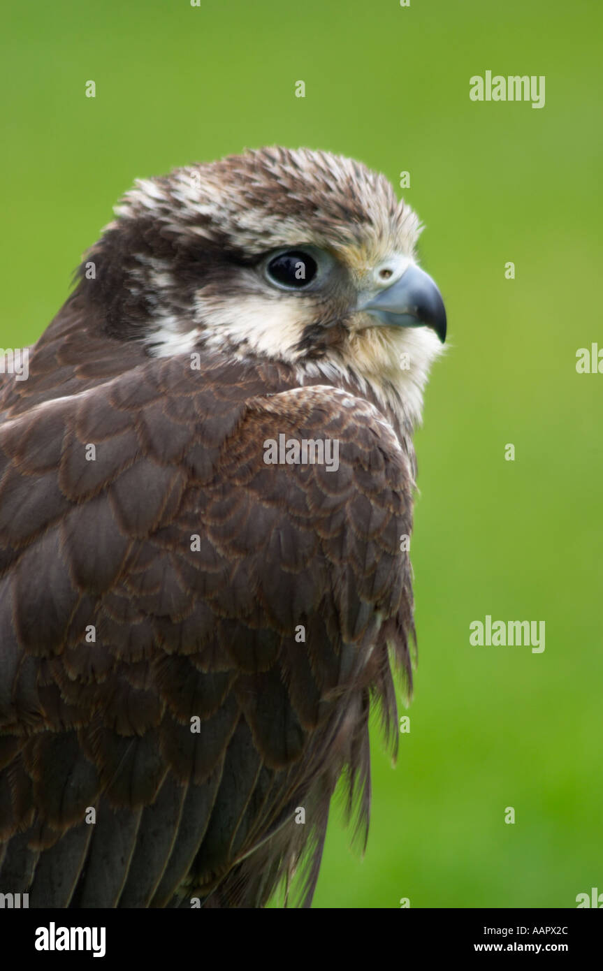 Lugger falcon hi-res stock photography and images - Alamy